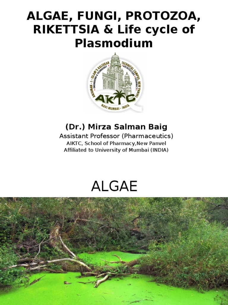 Algae, Fungi and Protozoa | Algae | Earth & Life Sciences