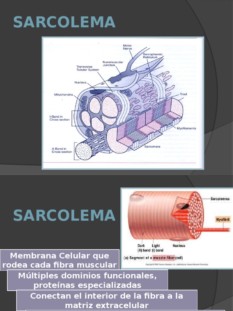 Sarcolema | PDF | Músculo | Contracción muscular