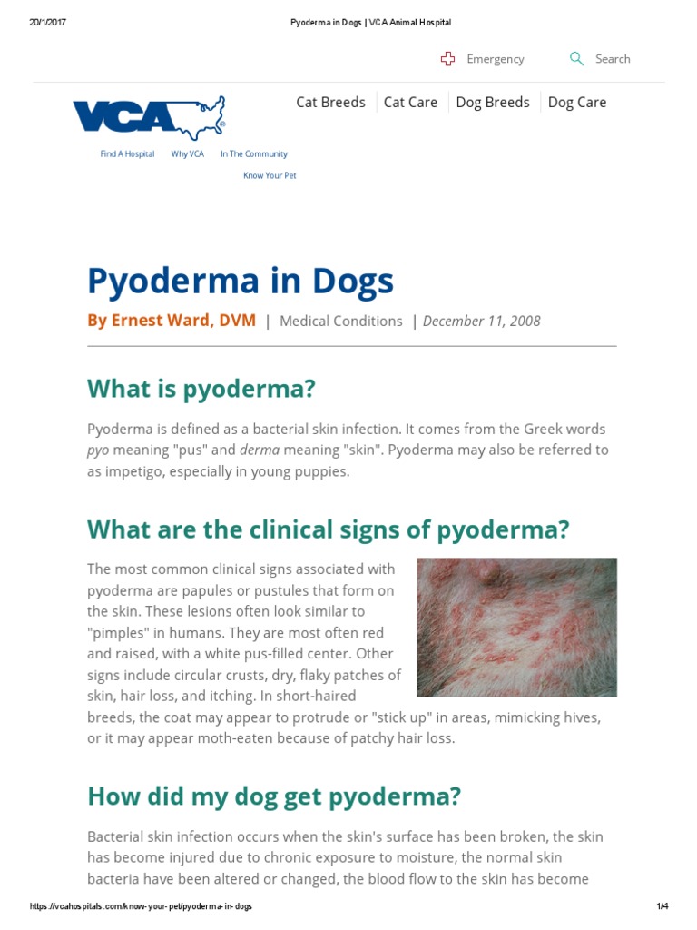 Pyoderma in Dogs _ VCA Animal Hospital | Antibiotics | Dogs