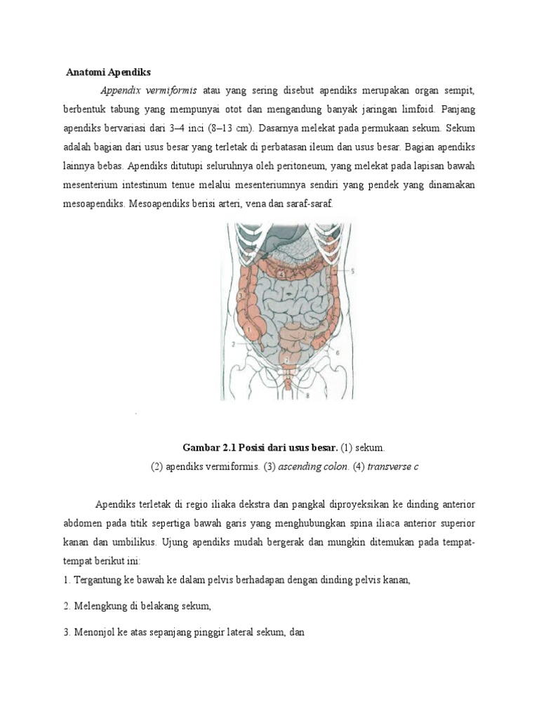 Anatomi Apendiks | PDF