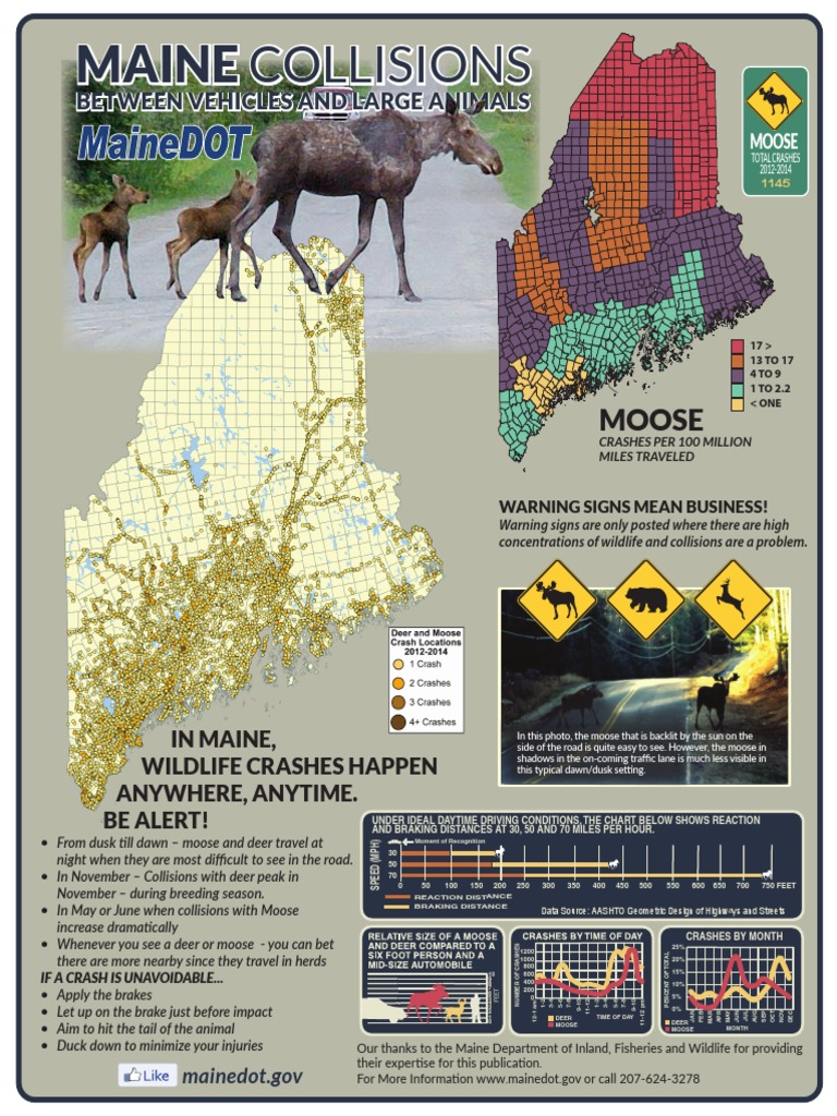 Maine DOT Moose Accidents | PDF | Moose | Transport Safety