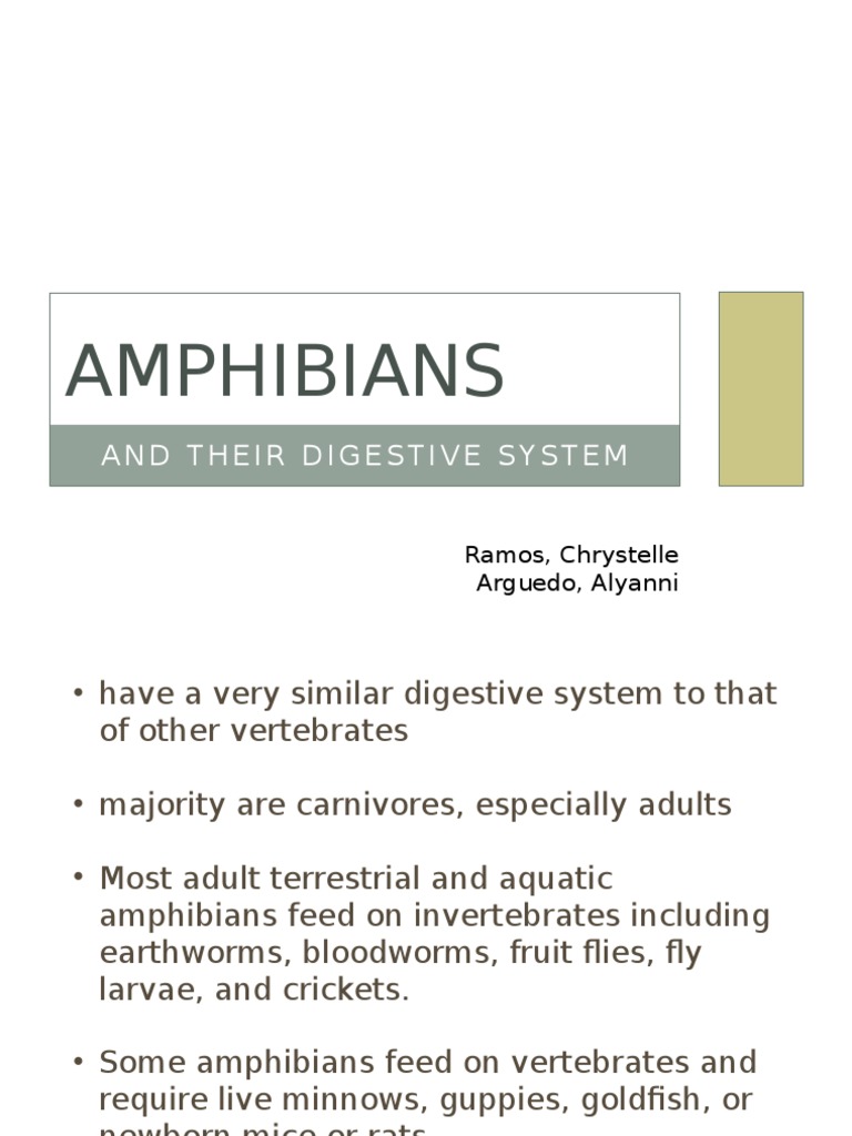 The Digestive Journey: An Overview of the Amphibian Digestive System ...