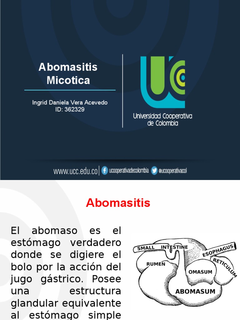 Abomasitis Micotica | PDF | Estómago | Úlcera péptica