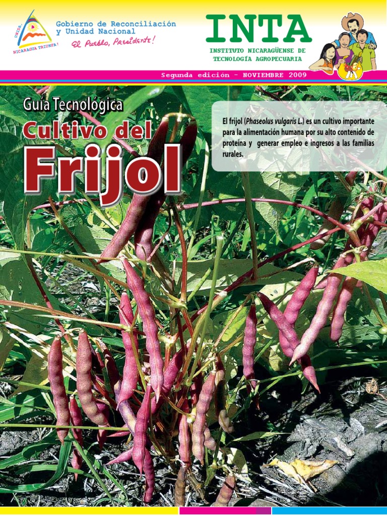 Guia Frijol Inta PDF | PDF | Hoja | Phaseolus Vulgaris