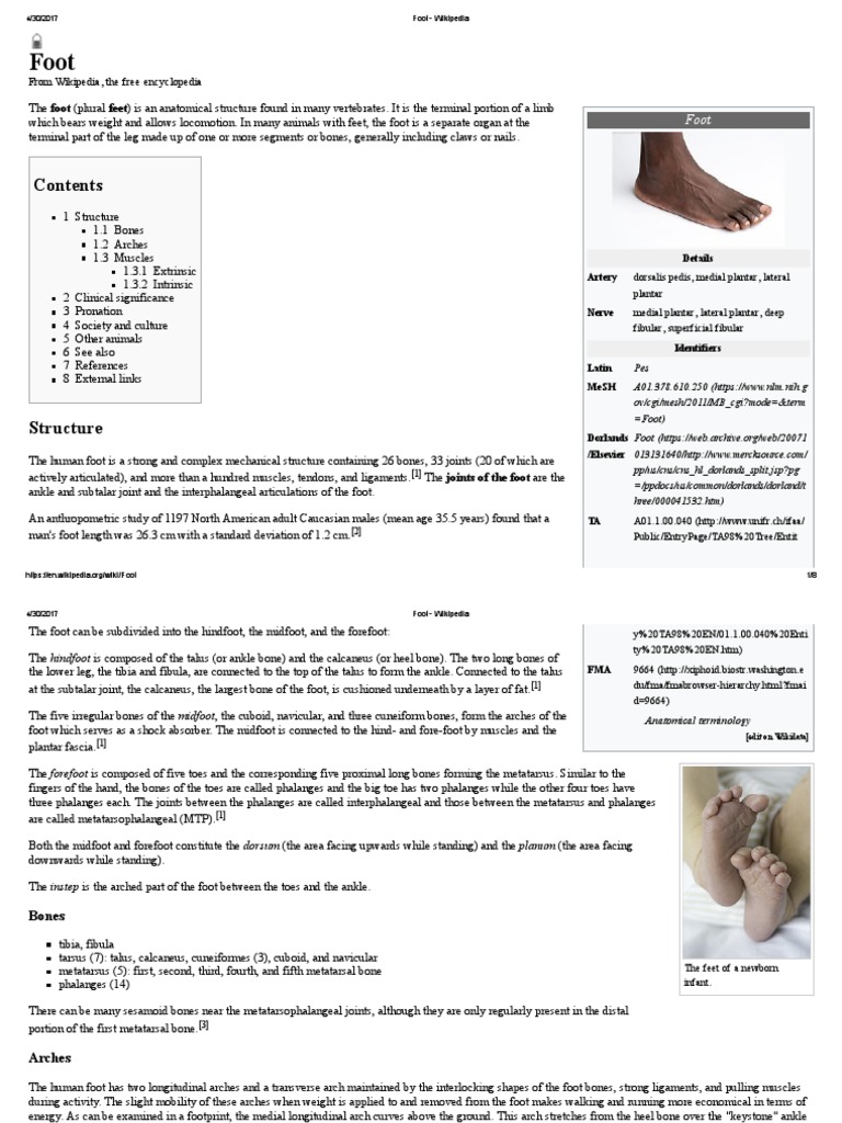 Foot - Wikipedia | PDF | Foot | Human Leg