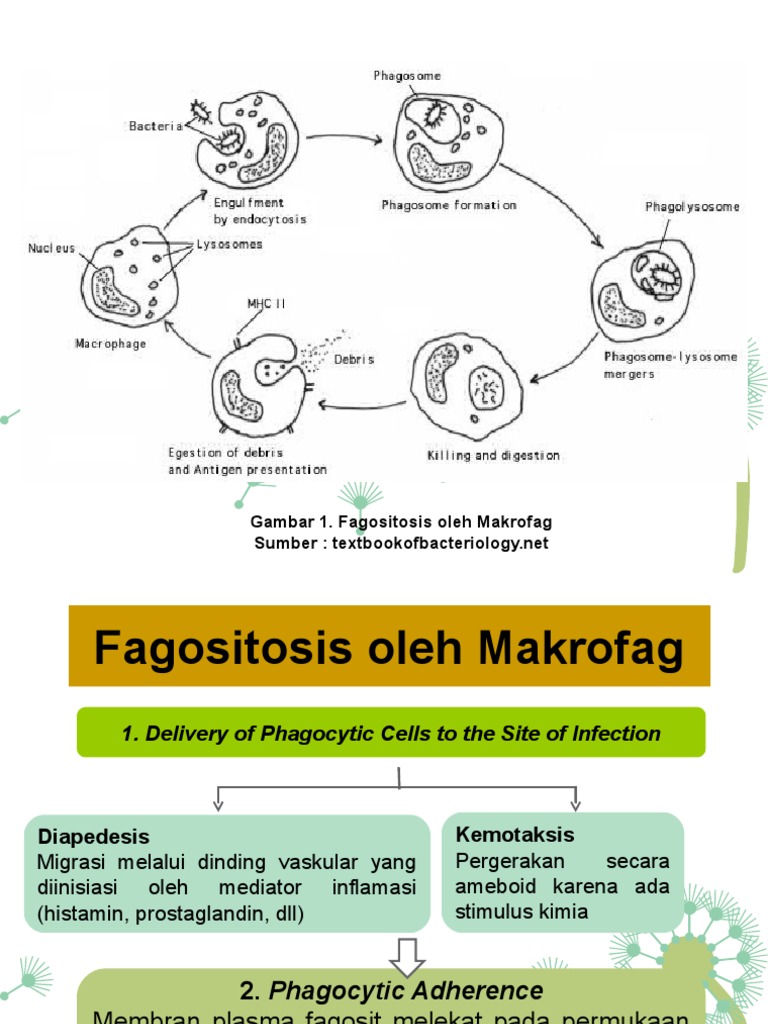 Makrofag Mekanisme | PDF