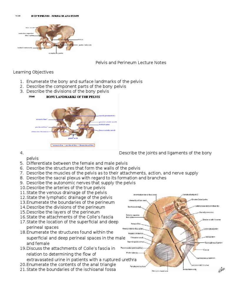 Pelvis and Perineum Anatomy Overview | PDF | Pelvis | Primate Anatomy