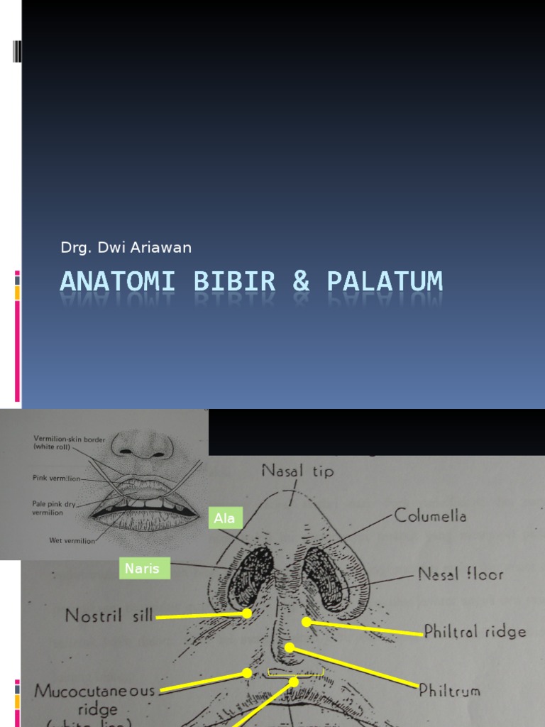 Anatomi dan Operasi Bibir Sumbing | PDF