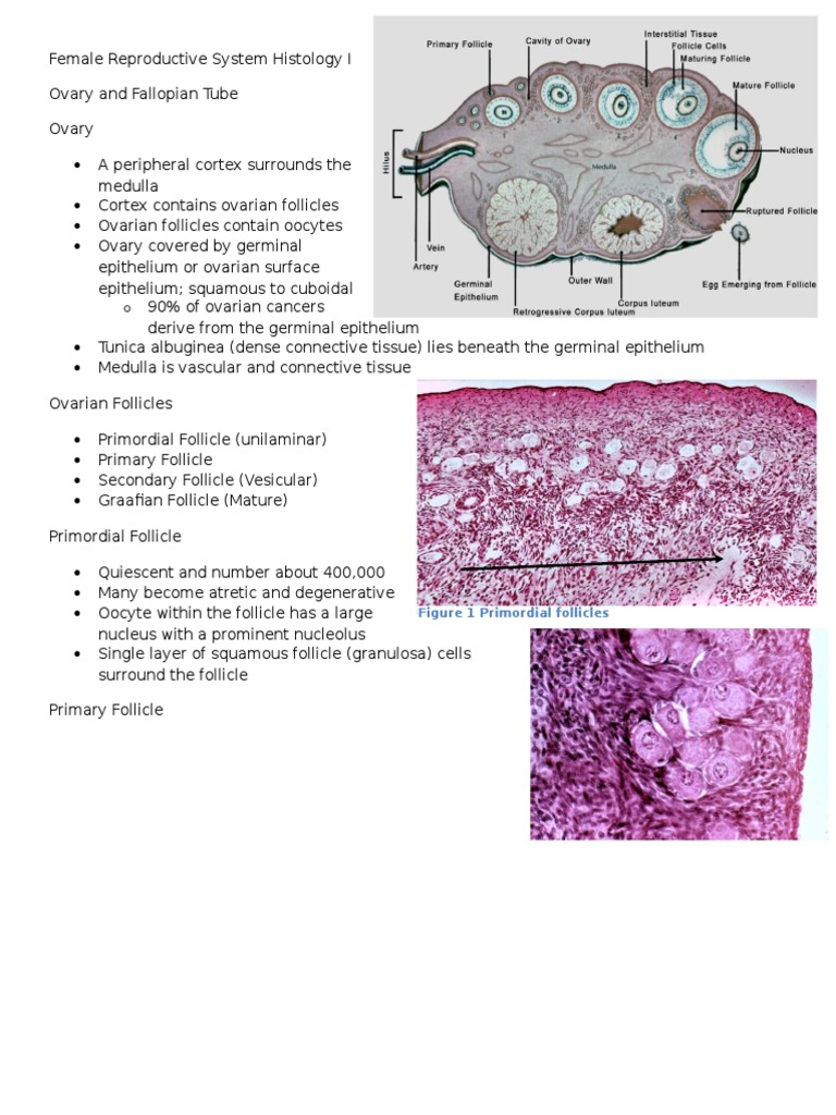 Female Reproductive System Histology I | PDF | Ovary | Menstrual Cycle