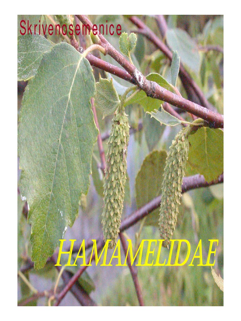 SP 08 Hamamelidae | PDF