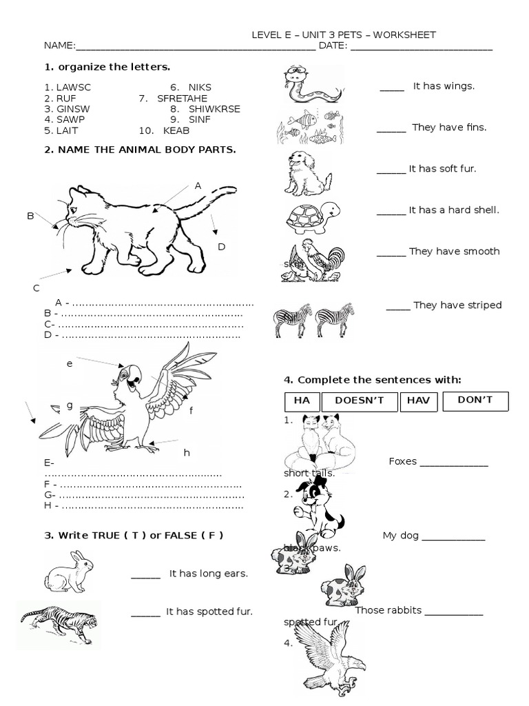 Animal Description Worksheet | PDF | Birds | Organisms