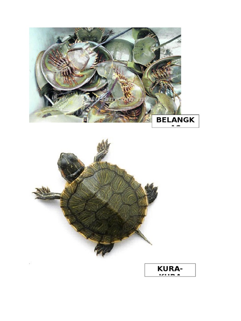 Haiwan-Haiwan Cengkerang | PDF