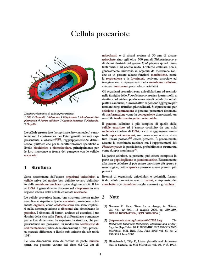 Disegno Di Cellule Procariotiche Disegno Cellulare Prokaryote