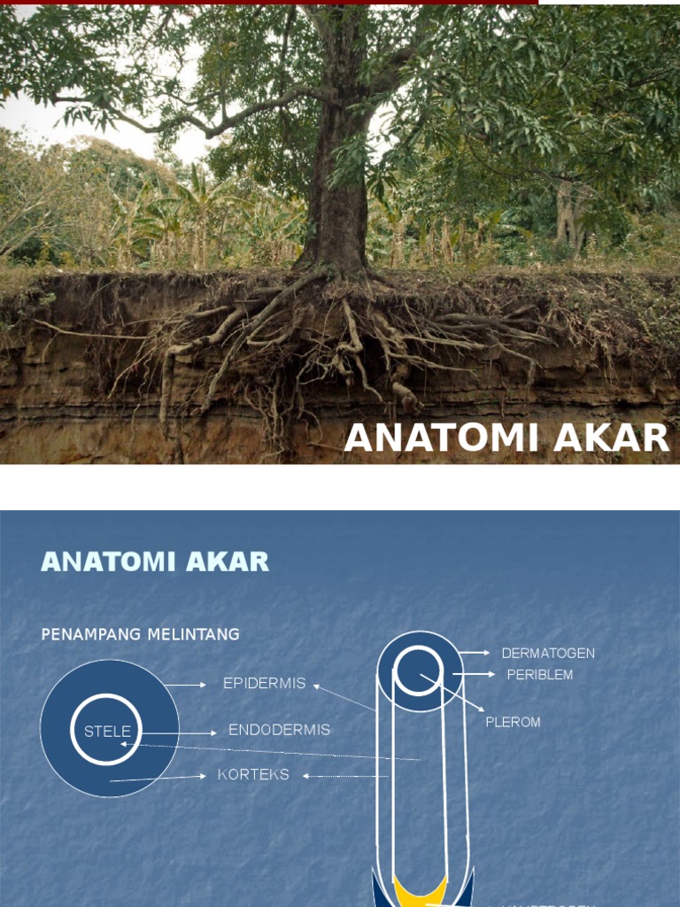 Struktur dan Fungsi Akar | PDF