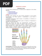 Huesos del Carpo: Anatomía y Funciones | PDF | Mano | Sistema ...