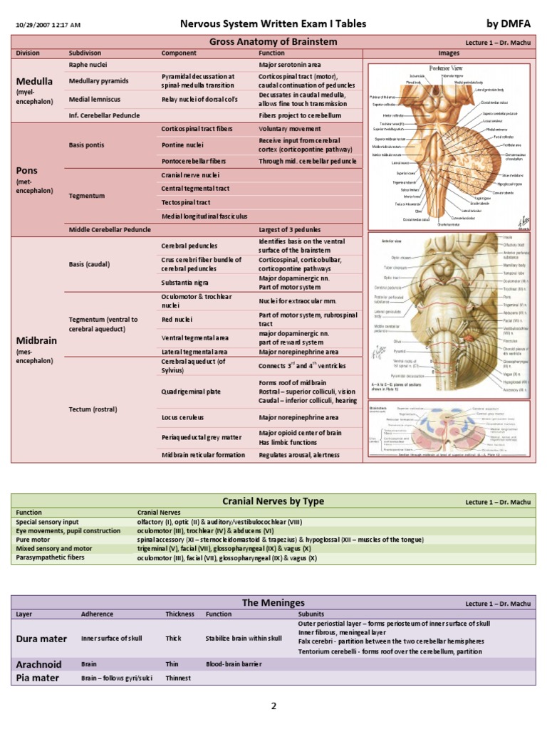 Neuro Written I Tables | PDF | Spinal Cord | Cerebral Cortex
