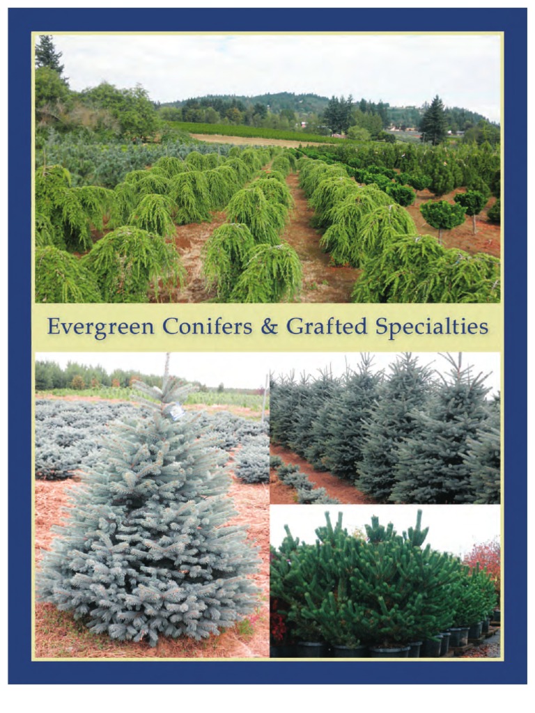 Evergreen Conifers & Grafted Specialties - Leo Gentry Nursery | PDF ...