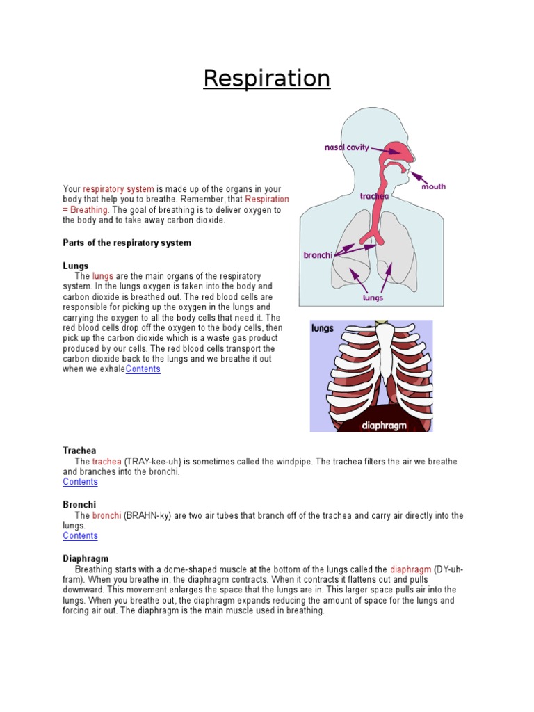 Respiration: Respiratory System Respiration Breathing | PDF ...