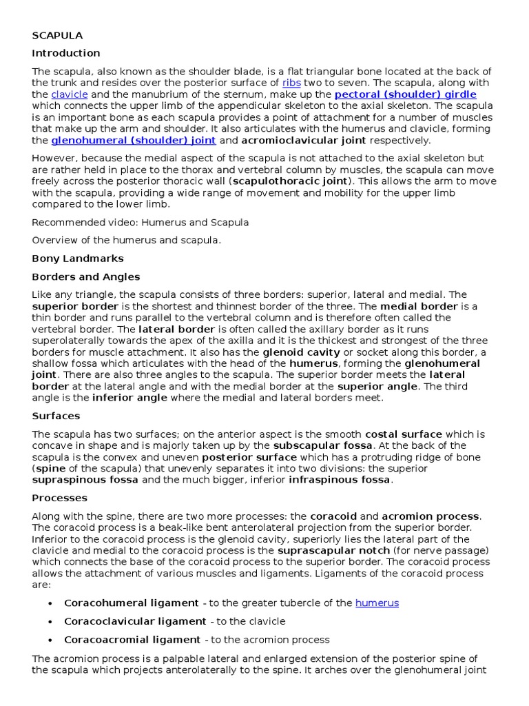 Scapula Humerus | PDF | Shoulder | Elbow