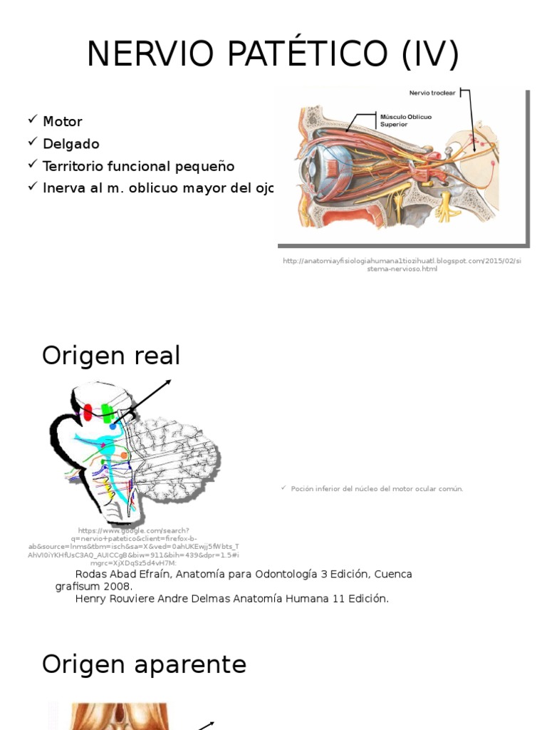 N Patetico | PDF | Neurología | Anatomía