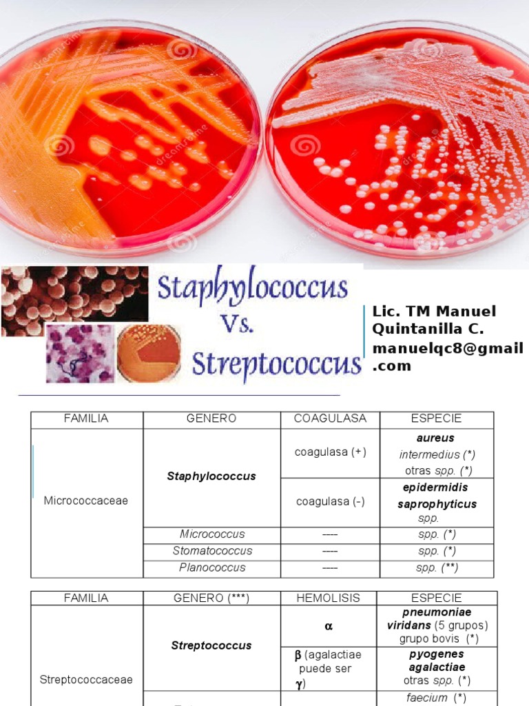 Bacterias Patógenas: Staphylococcus y Streptococcus | PDF | Staphylococcus Aureus | Estreptococo