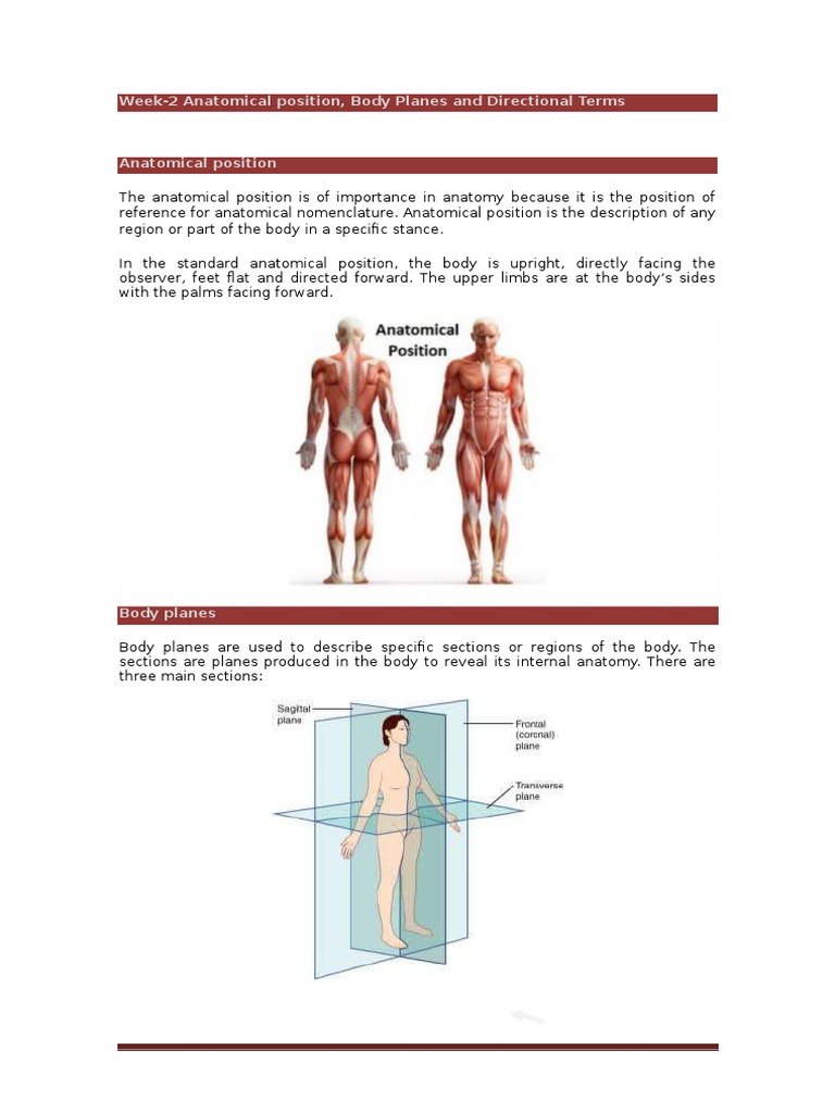 Week-2 Anatomical Position Body Planes and Directional Terms For ...