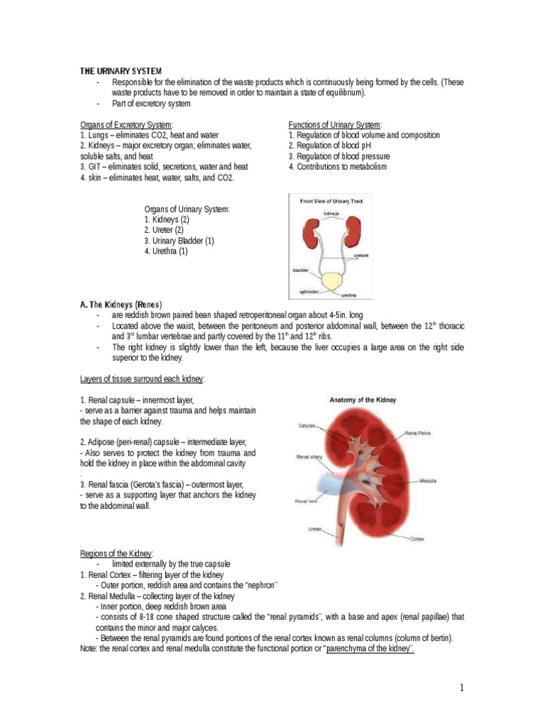 Kidney Structure and Function Overview | PDF | Wellness