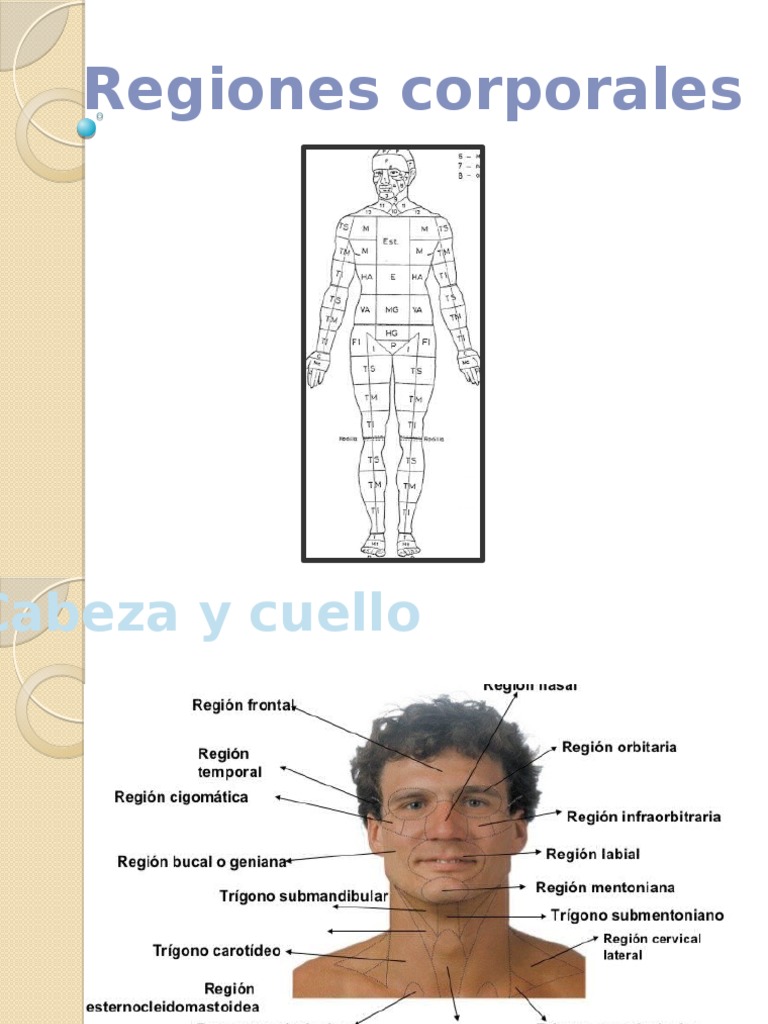 Regiones Corporales Pdf Intestino Grueso Bazo
