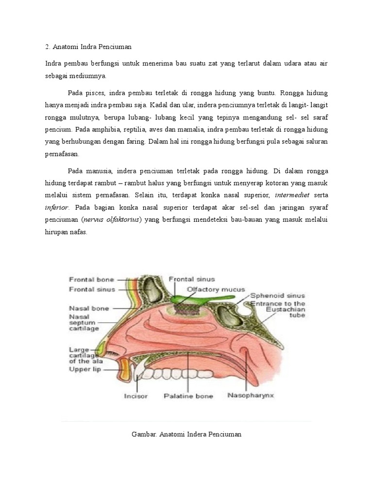 Anatomi Indra Penciuman Dan Pendengaran | PDF