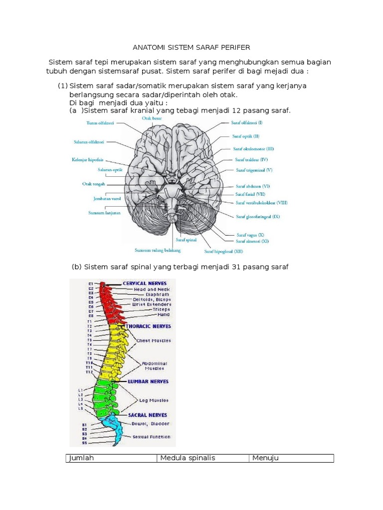 Anatomi Sistem Saraf Perifer | PDF