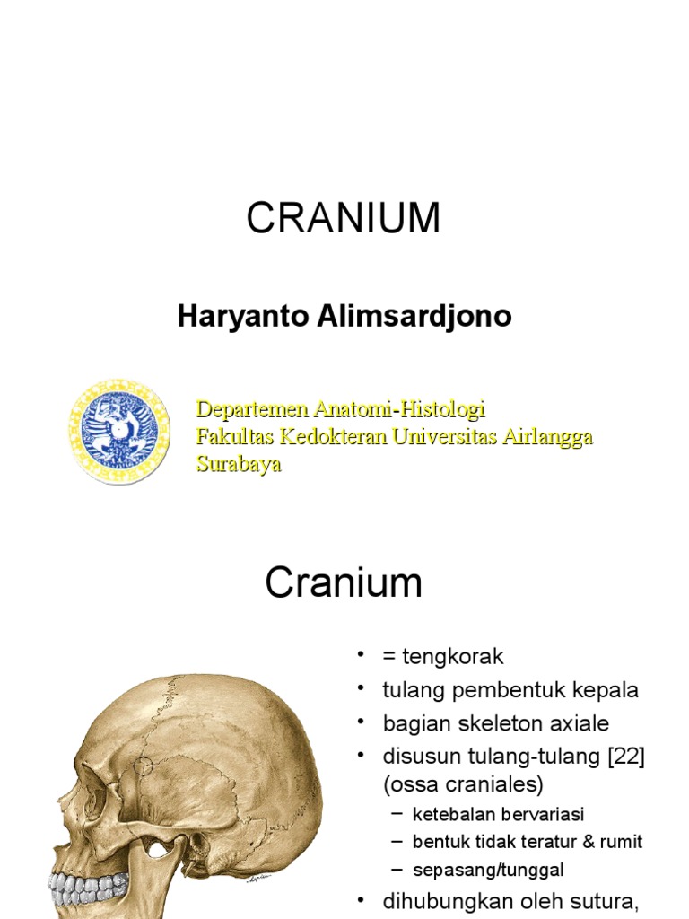 Cranium