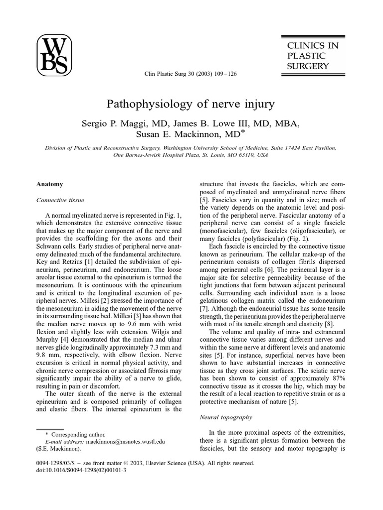 Nerve Injury | PDF | Axon | Nerve