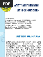 Pemahaman Tractus Urinaria dan Fisiologinya | PDF