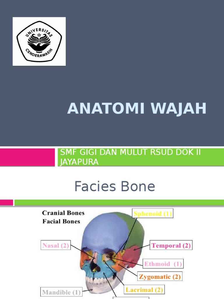 Anatomi Wajah Gimul | PDF