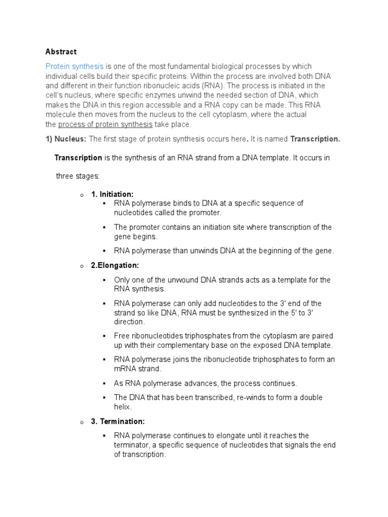 Protein Synthesis: 1) Nucleus: The First Stage of Protein Synthesis ...