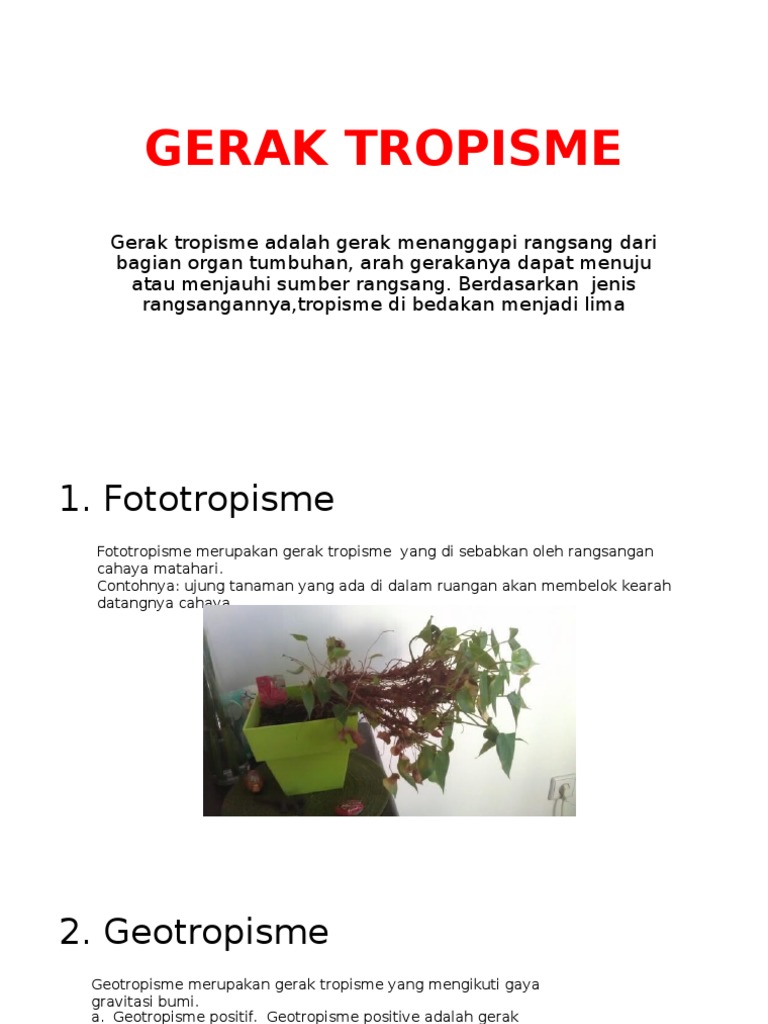 Tropisme | PDF