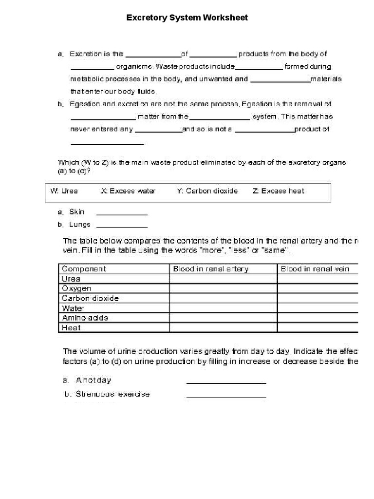 Excretory System Worksheet | PDF | Kidney | Genitourinary System
