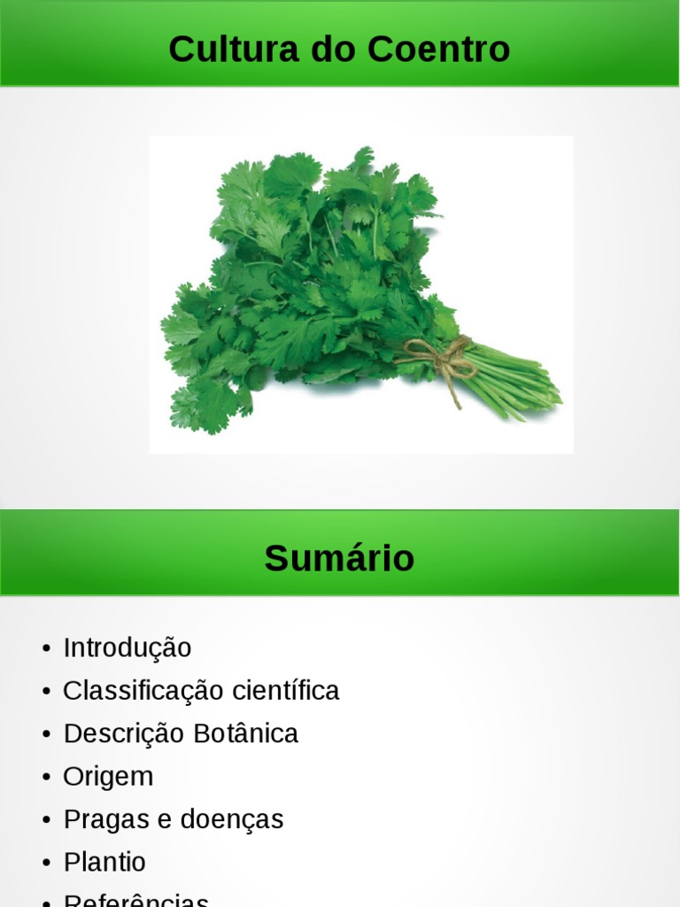 Cultivo Do Coentro | PDF | Coentro | Plantas