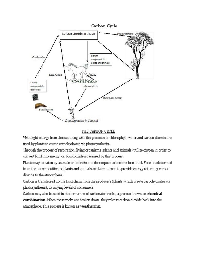 Carbon Cycle and Nitrogen Cycle | PDF