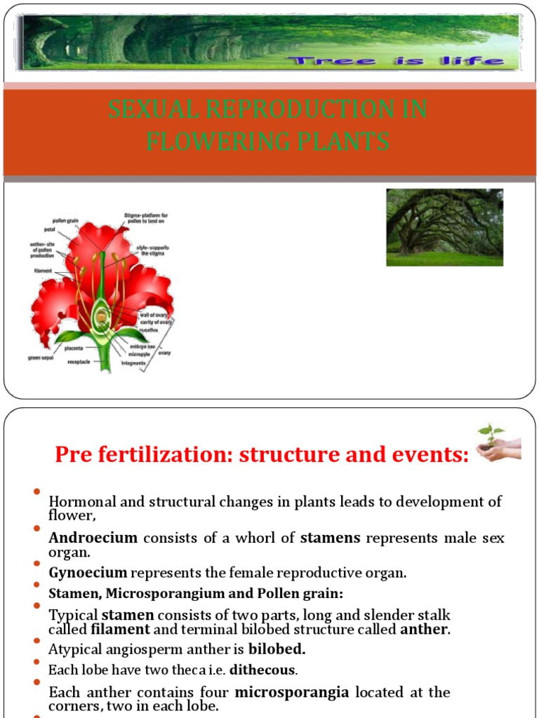 2.sexual Reproduction in Flowering Plants | PDF | Pollination | Pollen