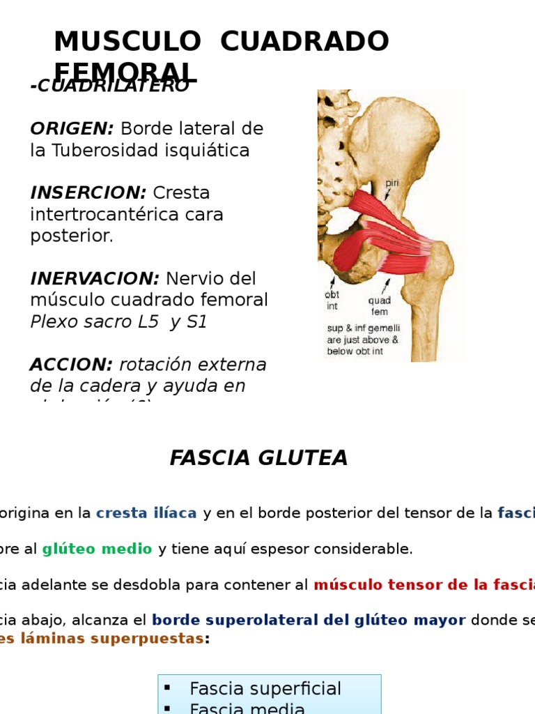 Musculo Cuadrado Femoral | Anatomía de primate | Sistema musculoesquelético