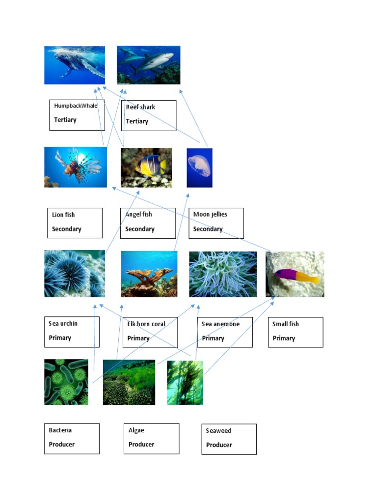Big Food Chain Graph | PDF