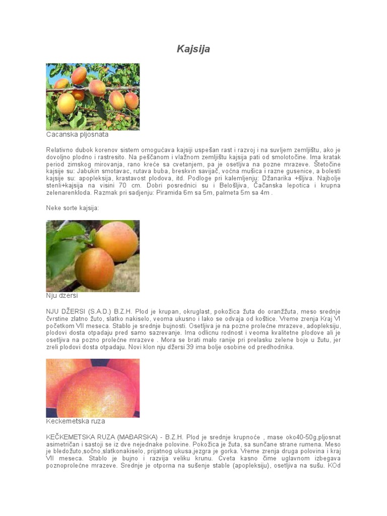 Kajsija Sorte | PDF