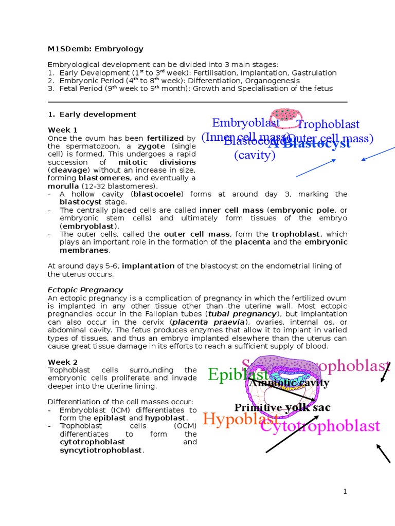 Embryology Notes em | PDF | Ventricle (Heart) | Atrium (Heart)