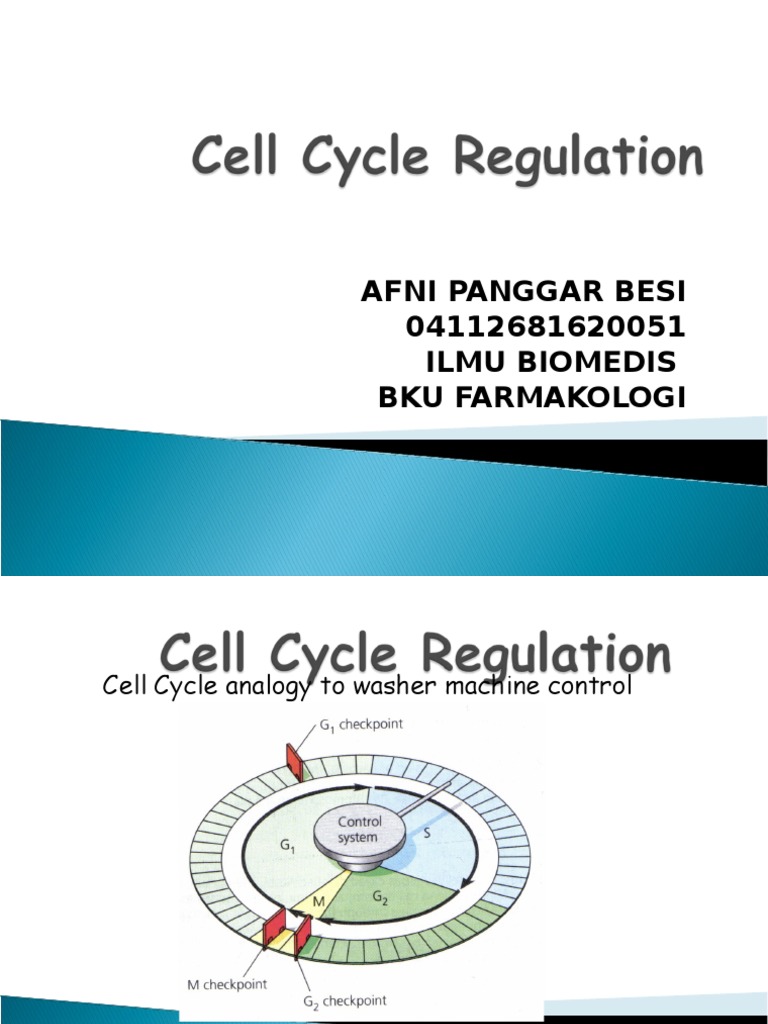 Cell Cycle Regulation and Checkpoints | PDF | Science & Mathematics