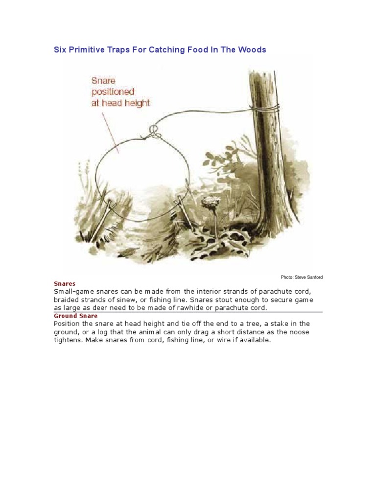 Primitive Traps for Survival Food | PDF | Trapping | Animals And Humans