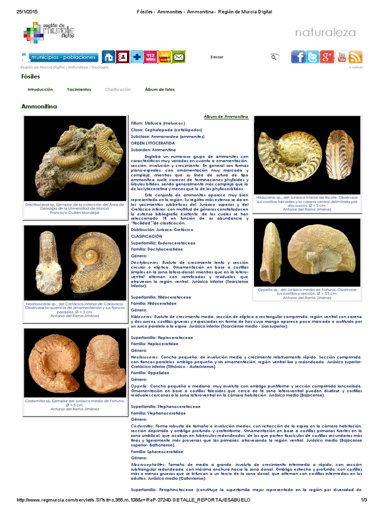Fósiles - Ammonites - Ammonitina - Región de Murcia Digital PDF | PDF ...