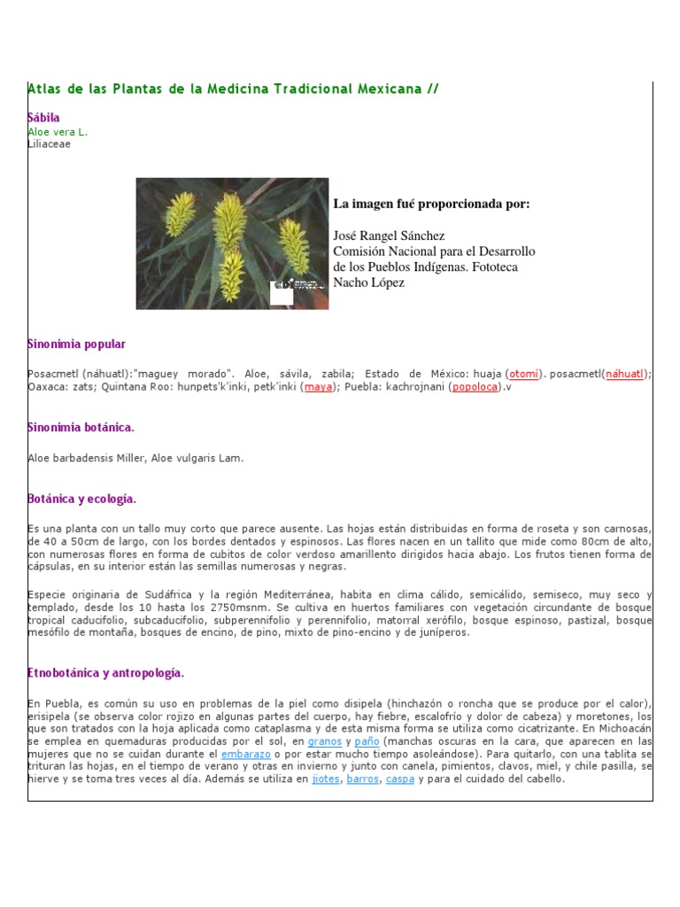 Atlas De Las Plantas De La Medicina Tradicional Mexicana Aloe Pdf