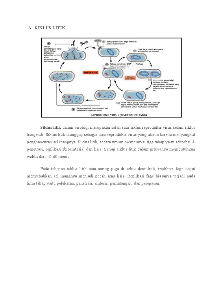 Siklus Litik dan Lisogenik Virus | PDF | Kajian Bahasa Asing