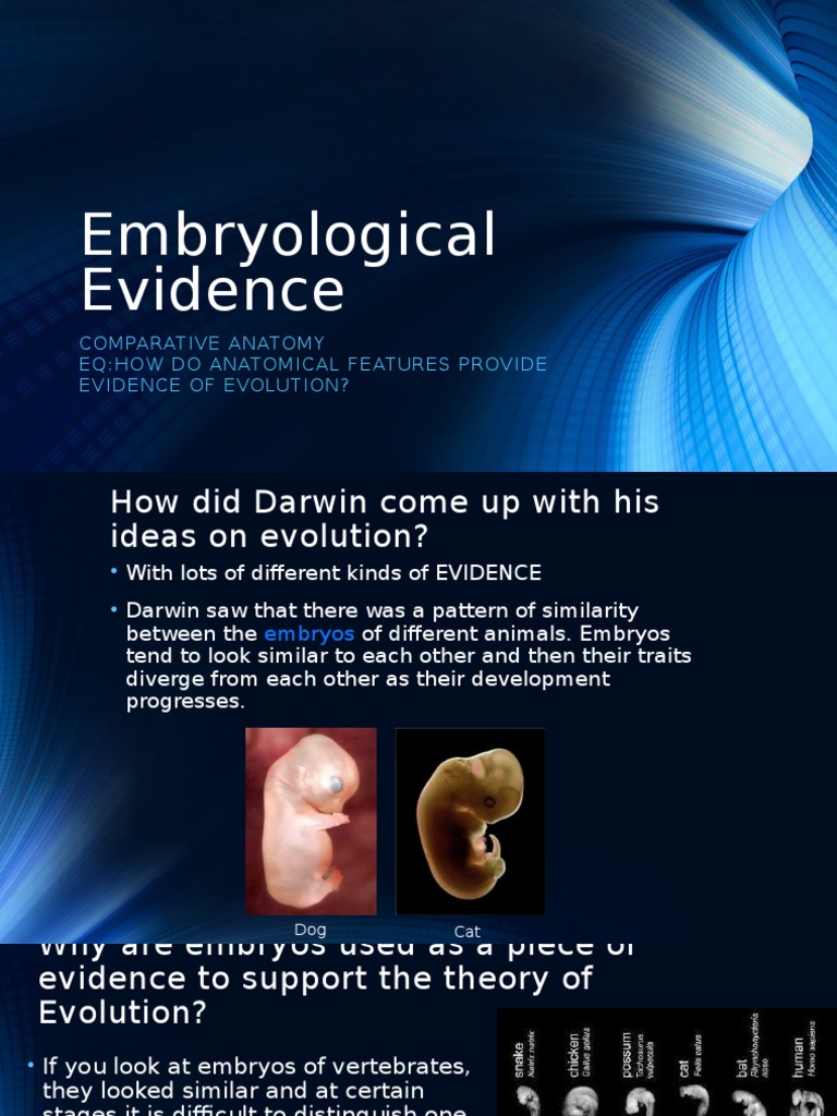 Embryo Evidence | PDF | Embryo | Evolution